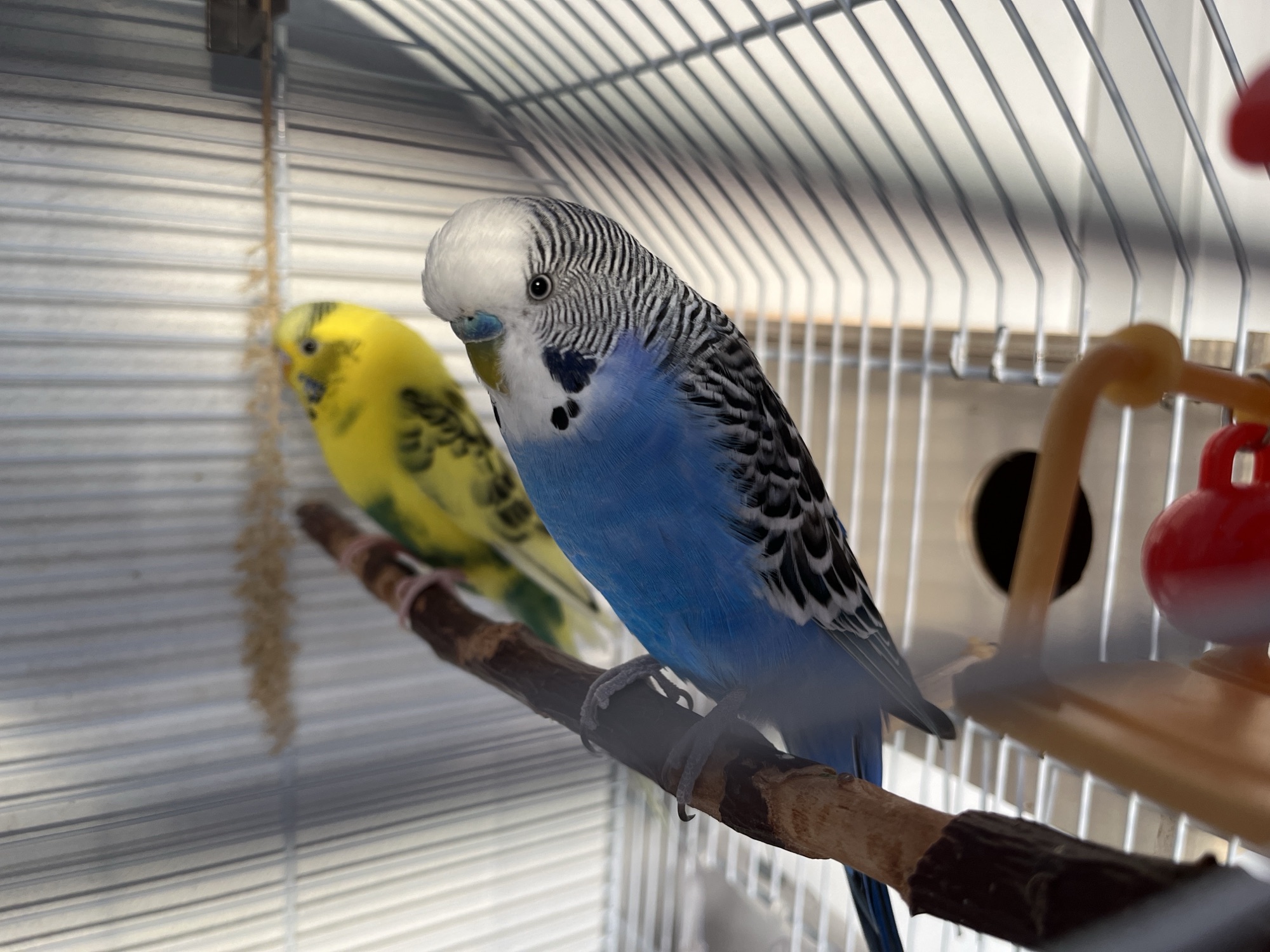 Undulater - Familien Michelsen